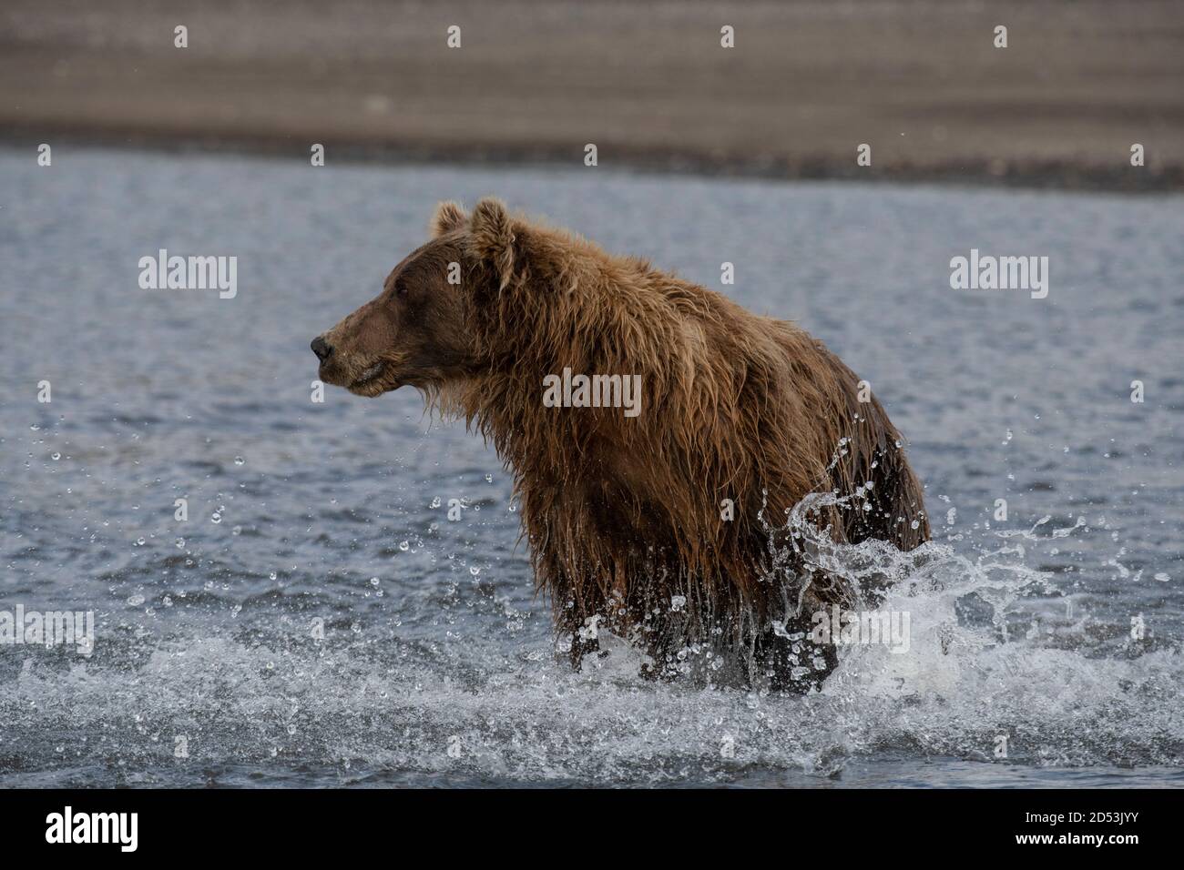 Alaska brown bear chasing fish hi-res stock photography and images - Alamy
