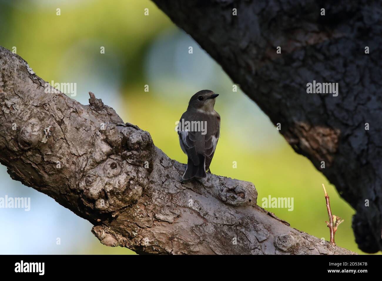 collared flycatcher (Ficedula albicollis) female, Germany Stock Photo ...