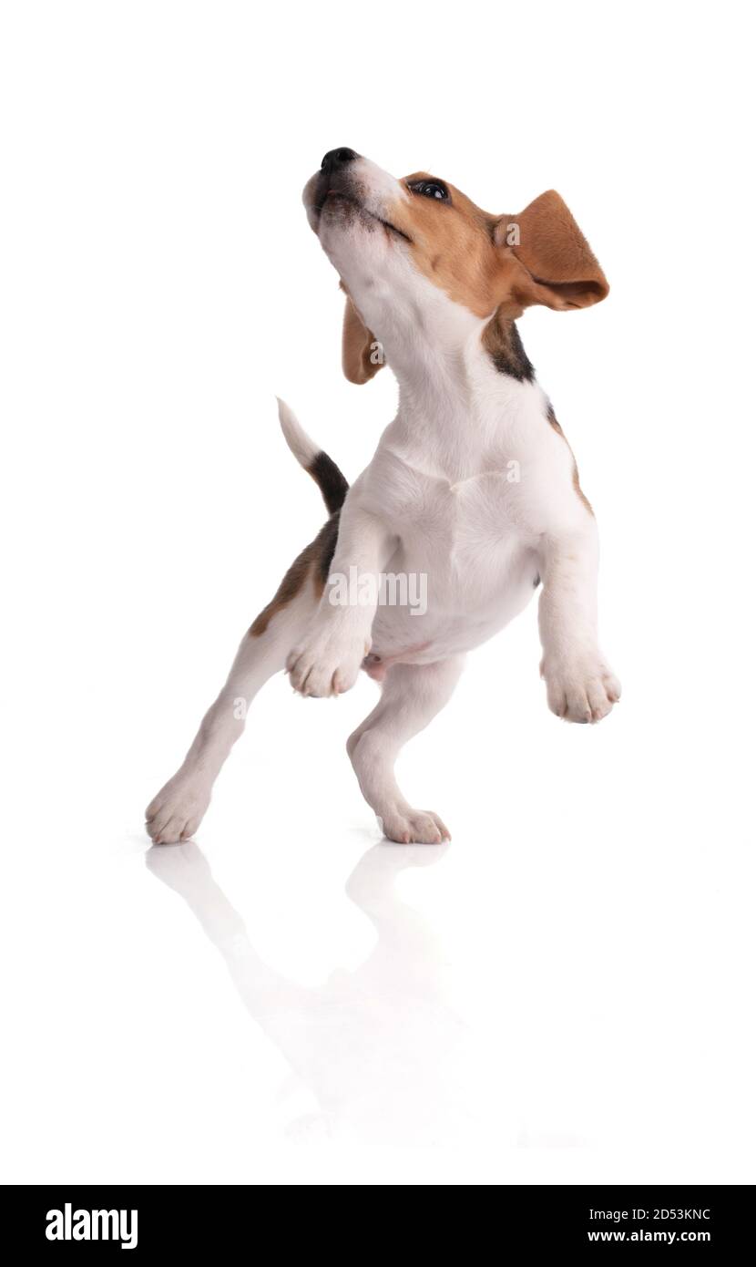 Puppy beagle having fun jumping on white background Stock Photo - Alamy