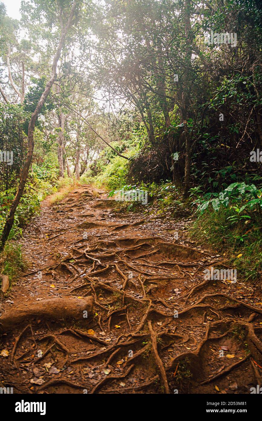 Vertical shot of roots revealed in the deep forest trails on the island ...