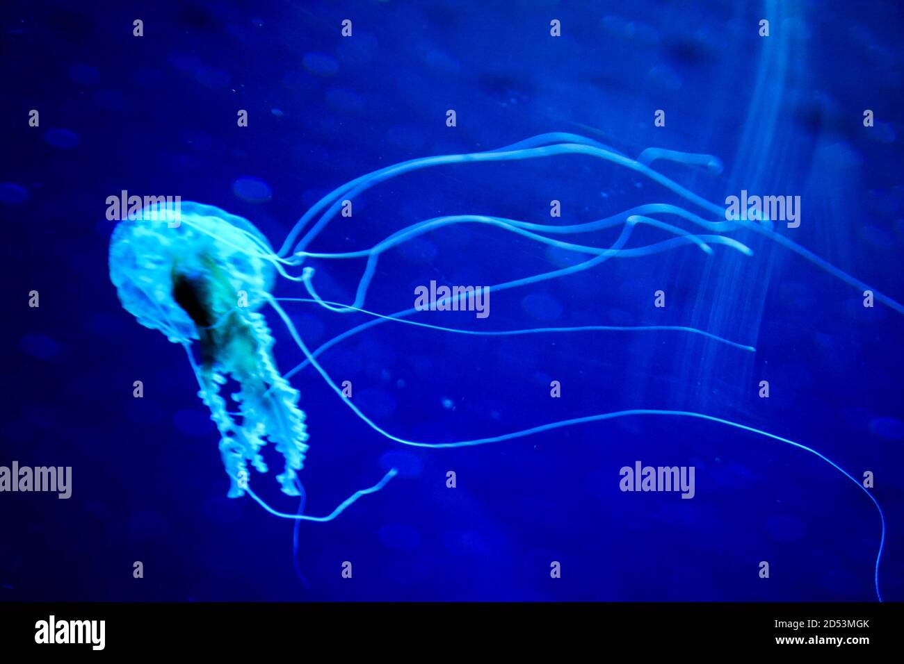 Jellyfish Dangerous Poisonous Medusa Stock Photo - Alamy