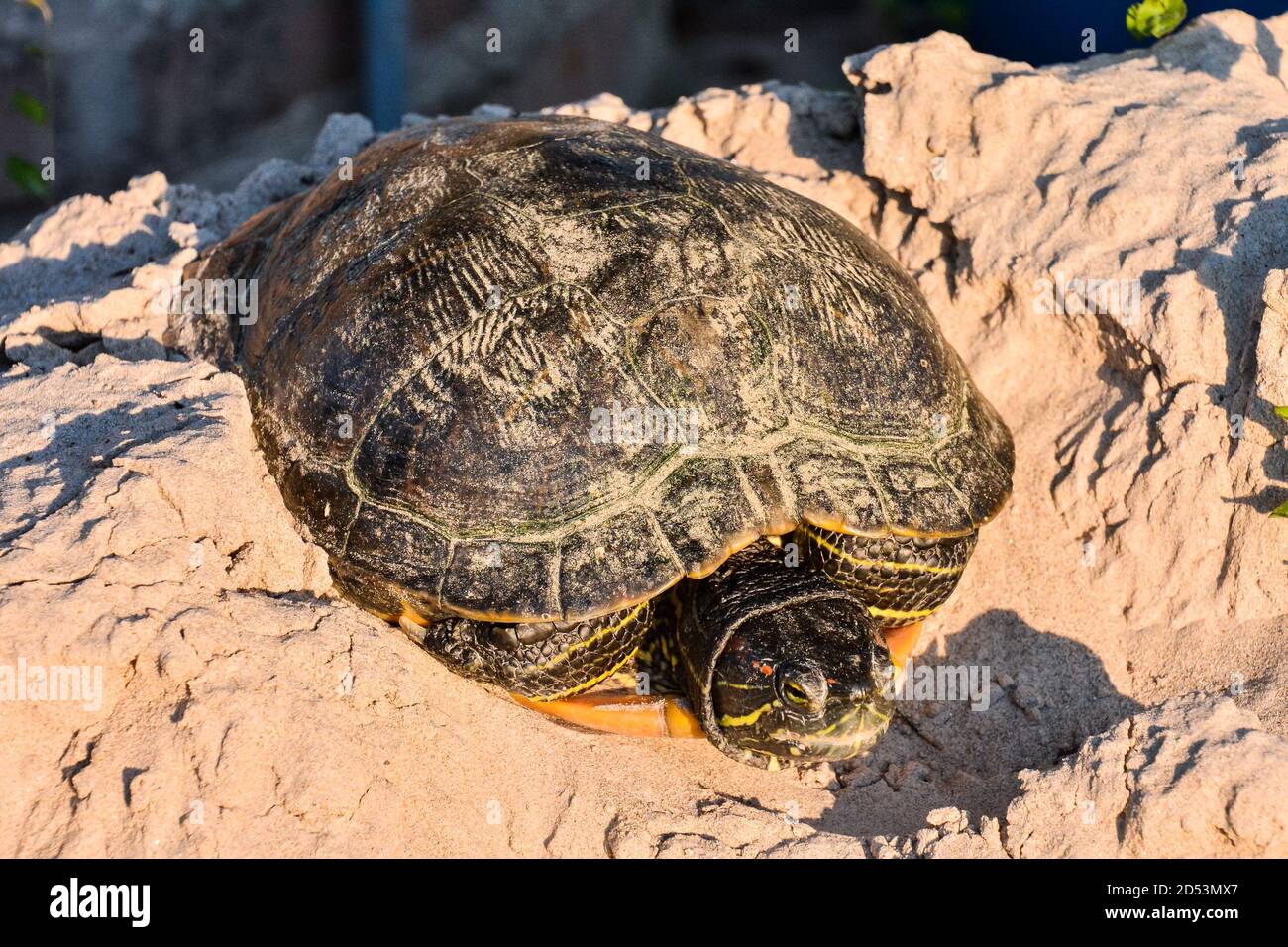 Trachemys Scripta Elegans Tortoise Stock Photo - Alamy