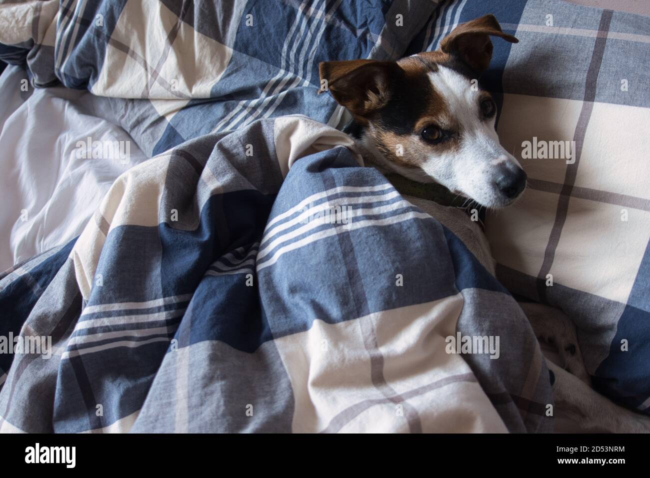 Cute Jack Russell dog comfy under the duvet in her owner's bed on a ...