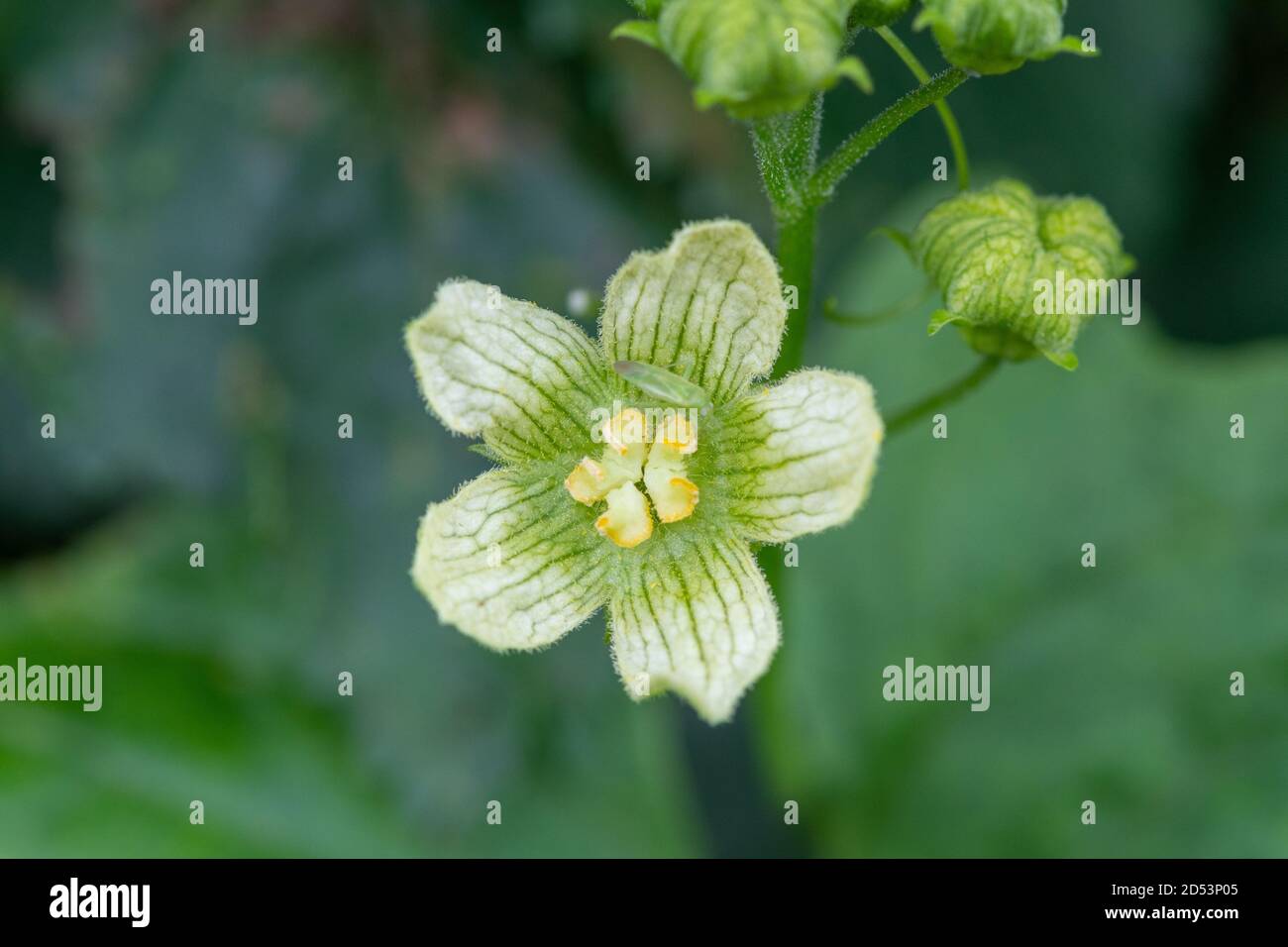 Mandrake flower hi-res stock photography and images - Alamy