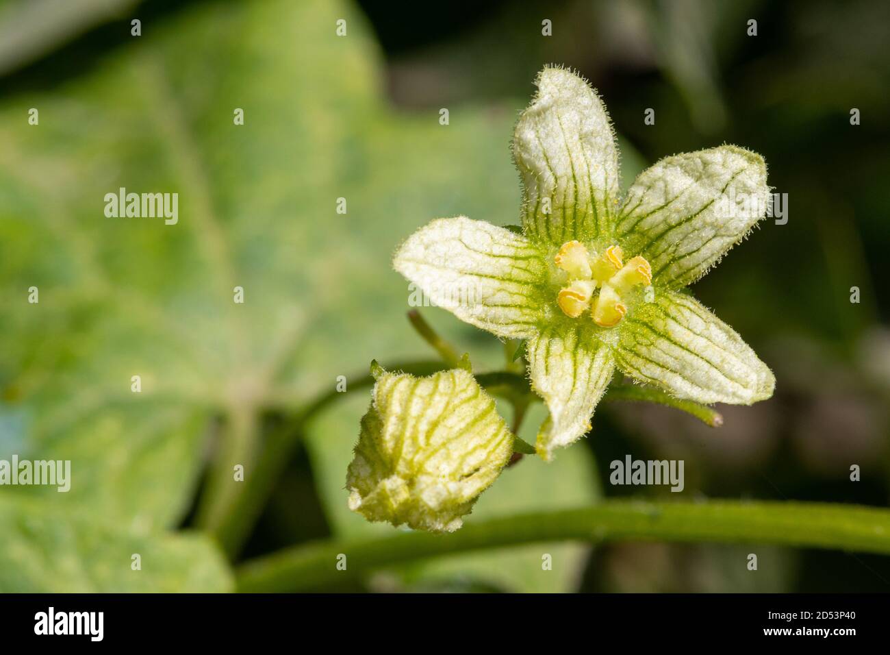 Macro shot of a white bryony (bryonia alba) flower Stock Photo - Alamy