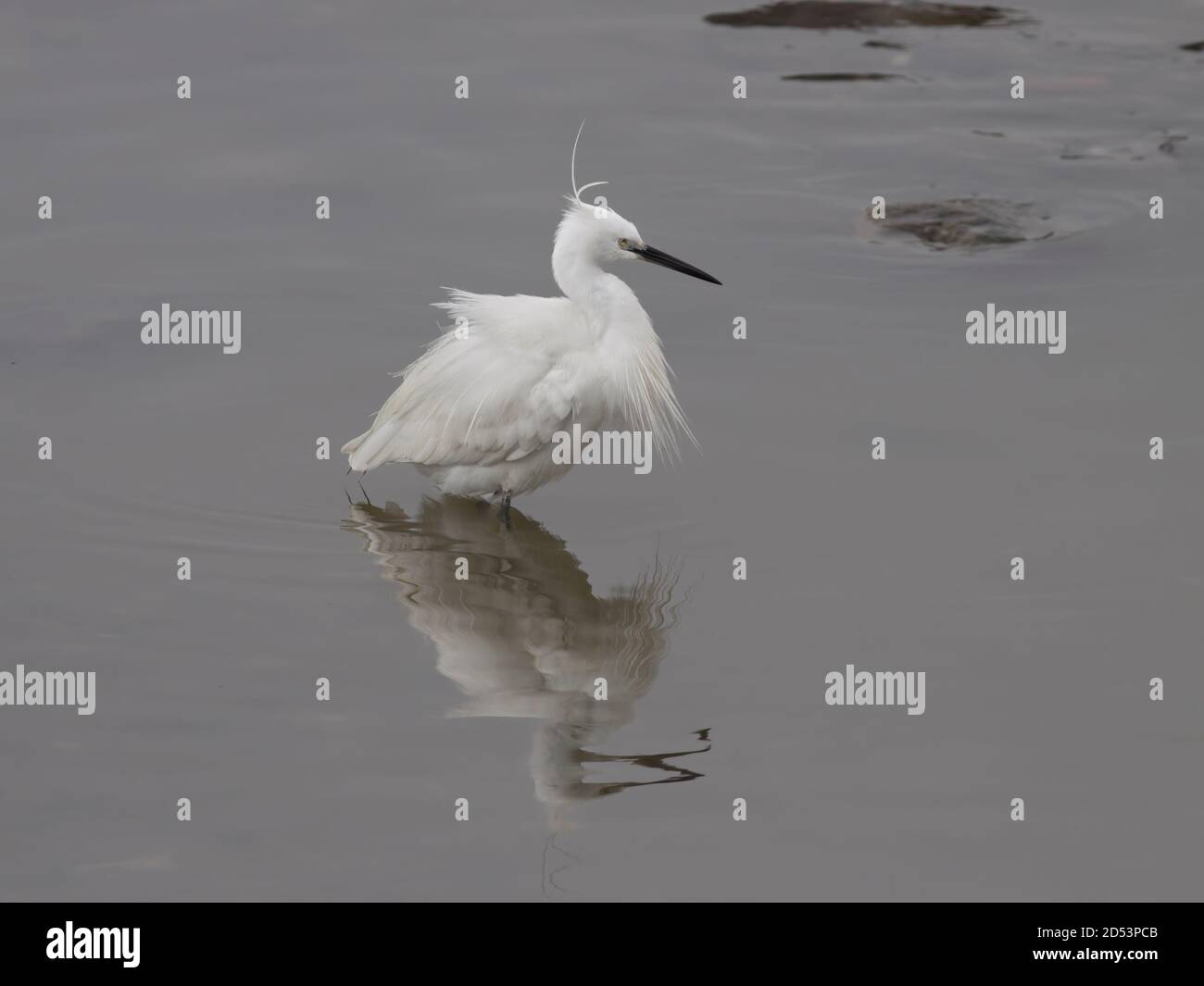 Disheveled Bird High Resolution Stock Photography and Images - Alamy