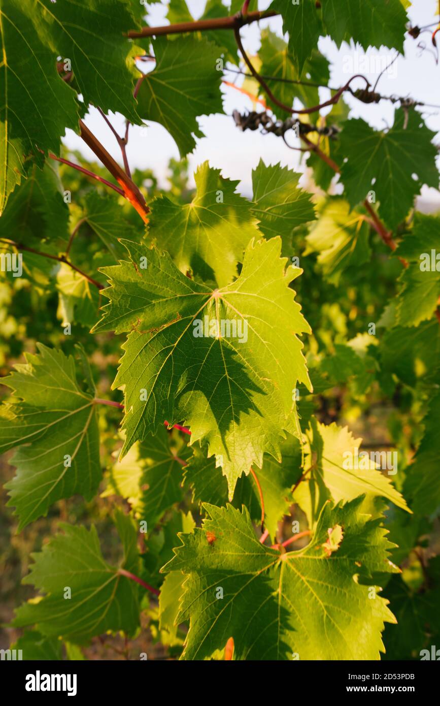 Green grape leaf on grapevine, close-up Stock Photo - Alamy