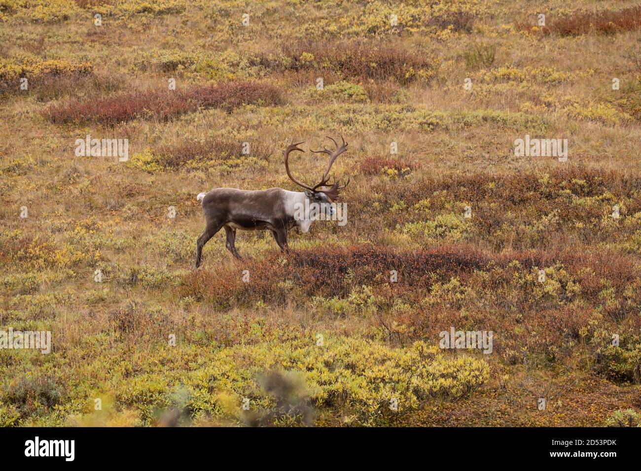 Male caribou hi-res stock photography and images - Alamy