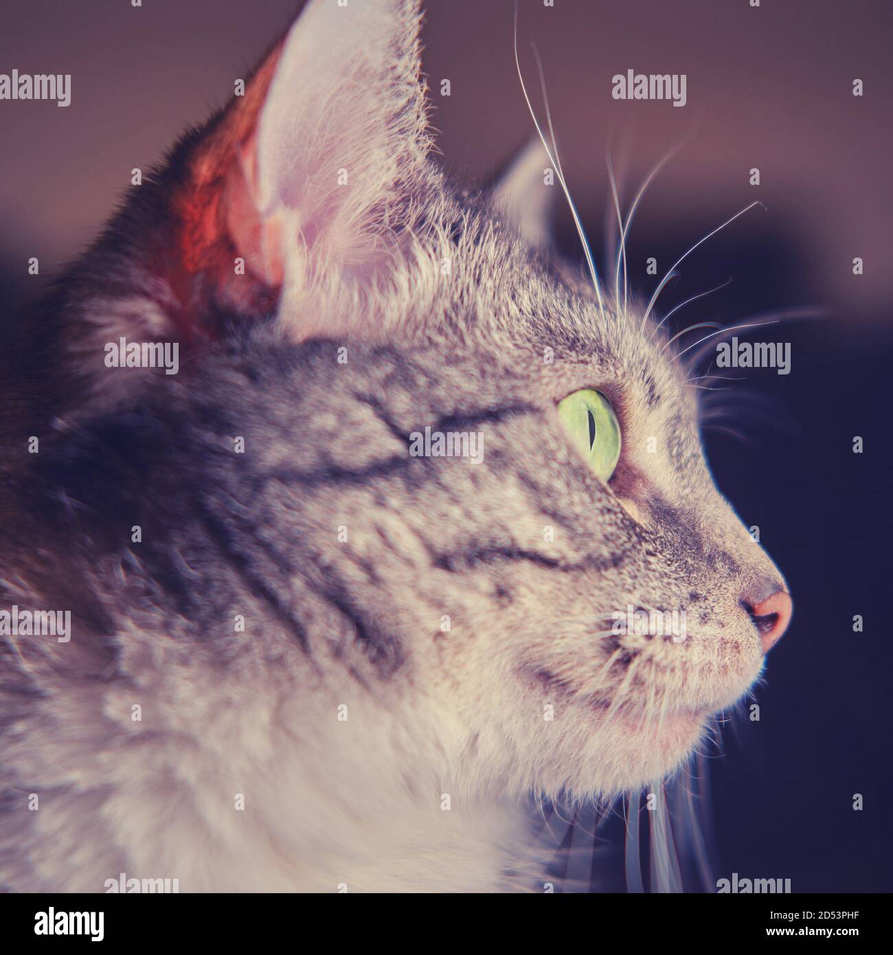 Profile view grey tabby hi-res stock photography and images - Alamy