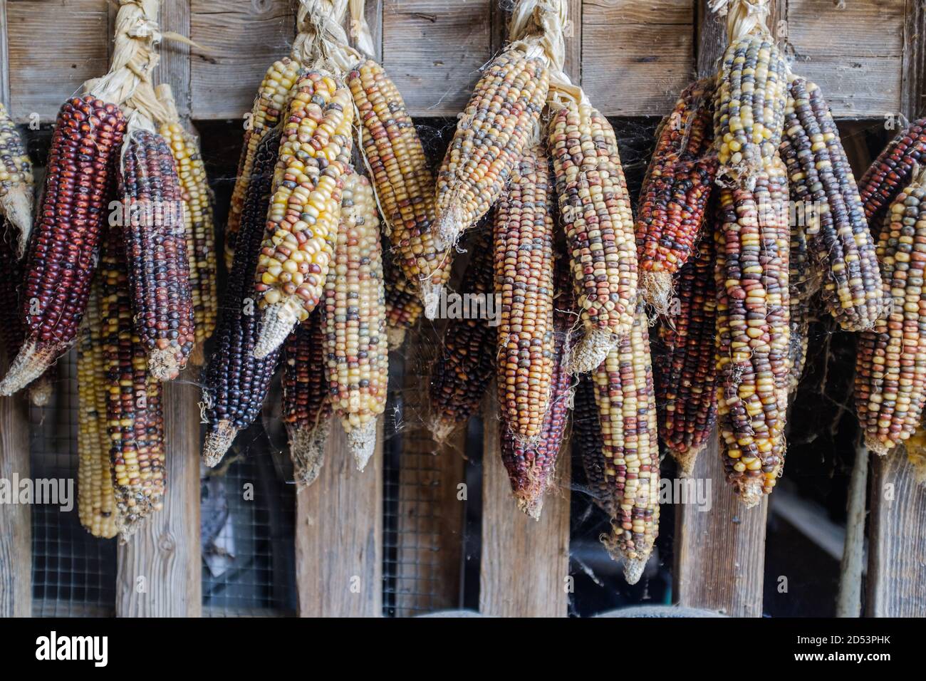 Yellow corn drying hi-res stock photography and images - Alamy