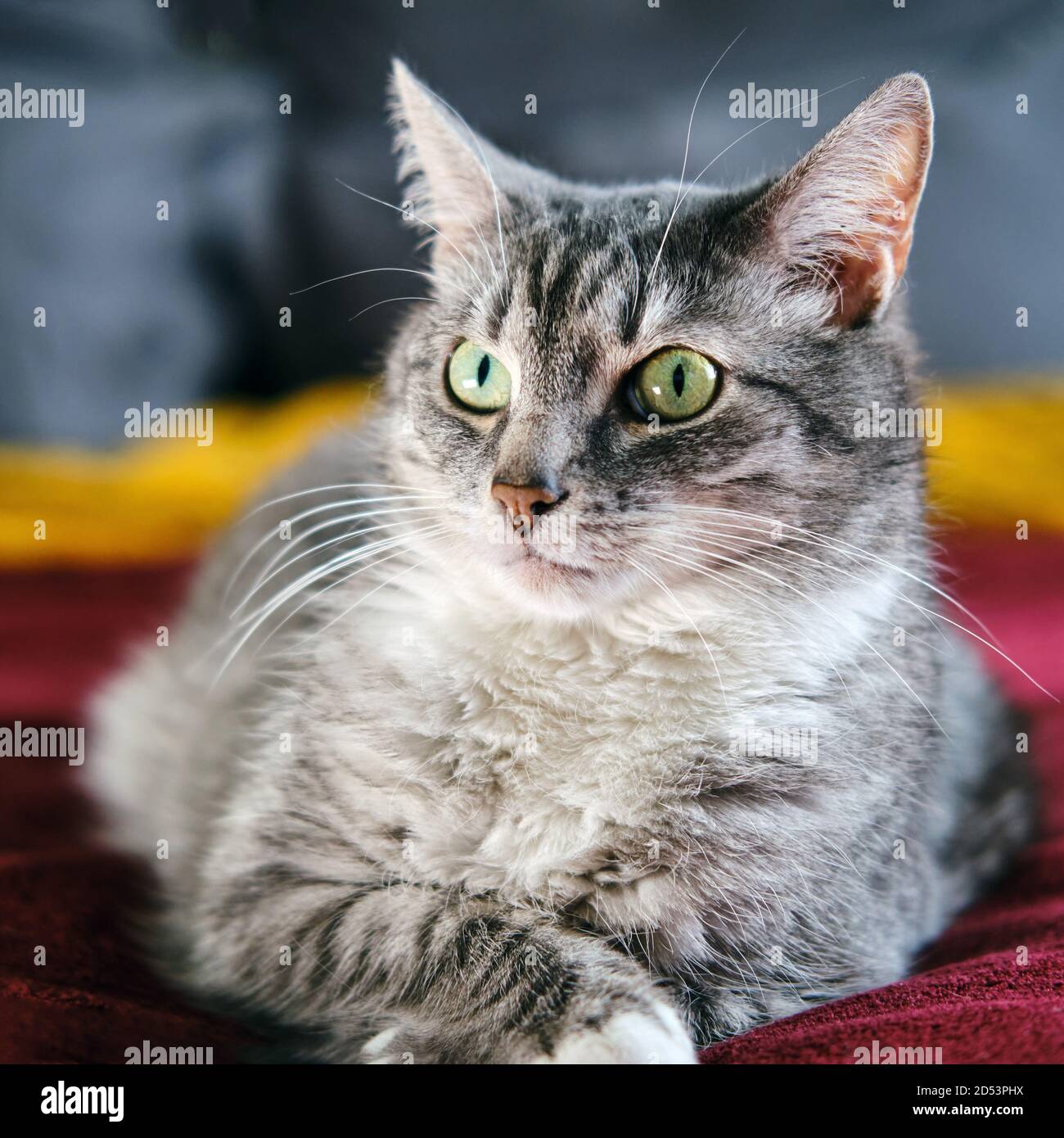 The cat sits with its paws crossed in front of it on a red blanket ...