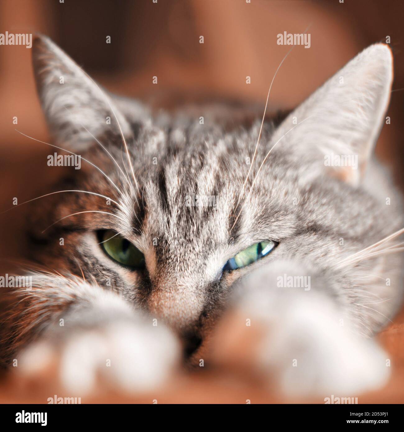 Cat paws stretched out in front, close-up portrait Stock Photo - Alamy