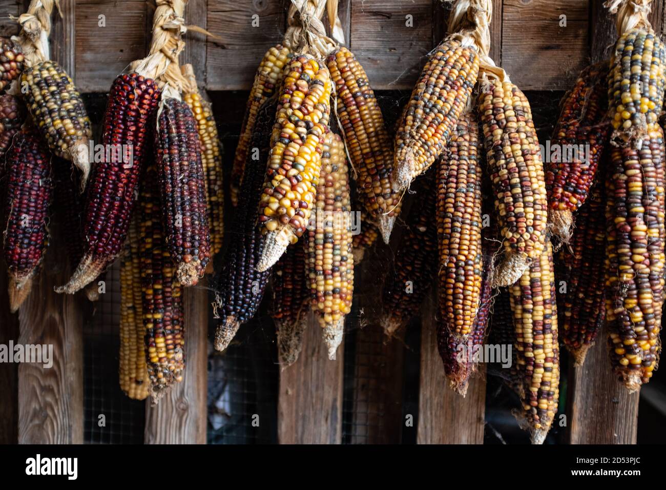 Drying yellow corn hi-res stock photography and images - Alamy