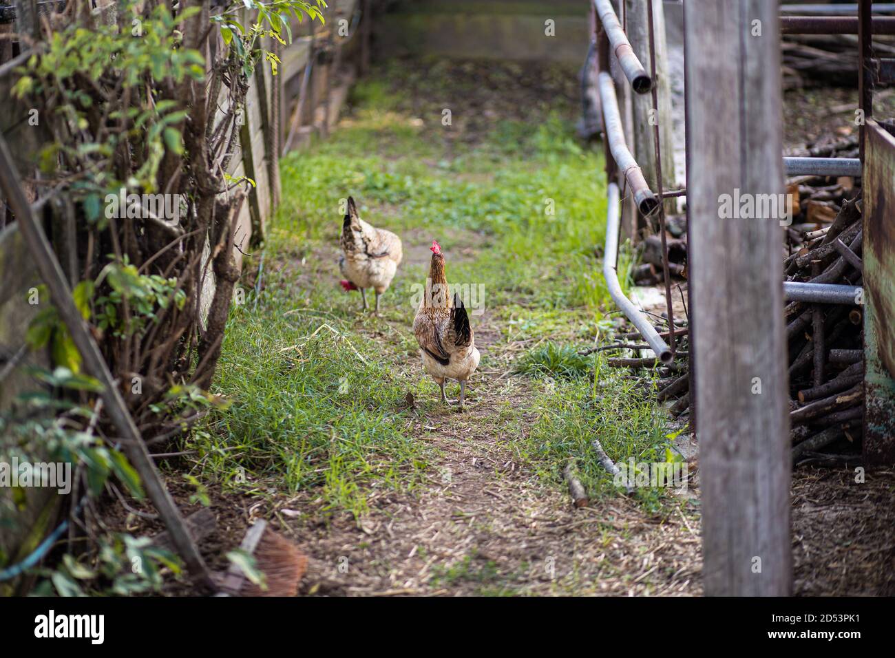 Chicken and hence running and escaping from a farm rural scene Stock ...