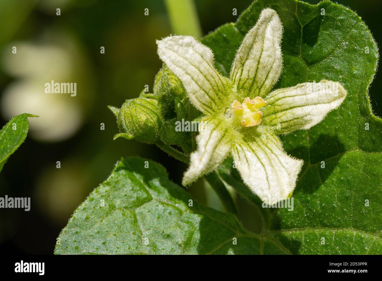 Mandrake flower hi-res stock photography and images - Alamy