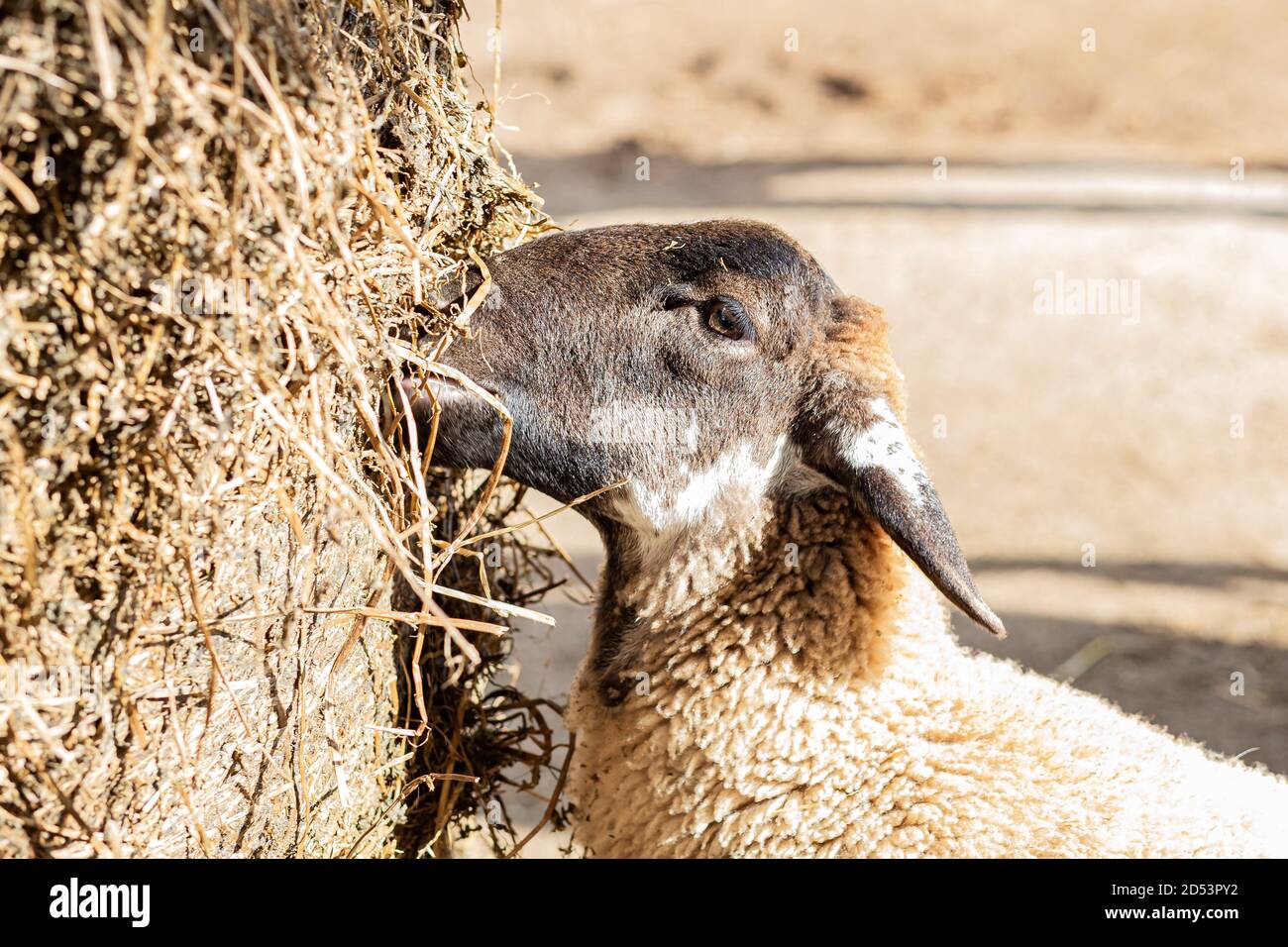 Black headed sheep hi-res stock photography and images - Alamy