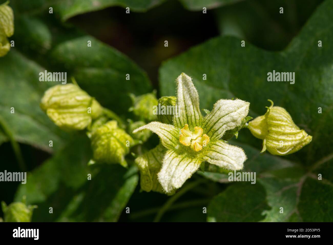 Macro shot of a white bryony (bryonia alba) flower Stock Photo - Alamy