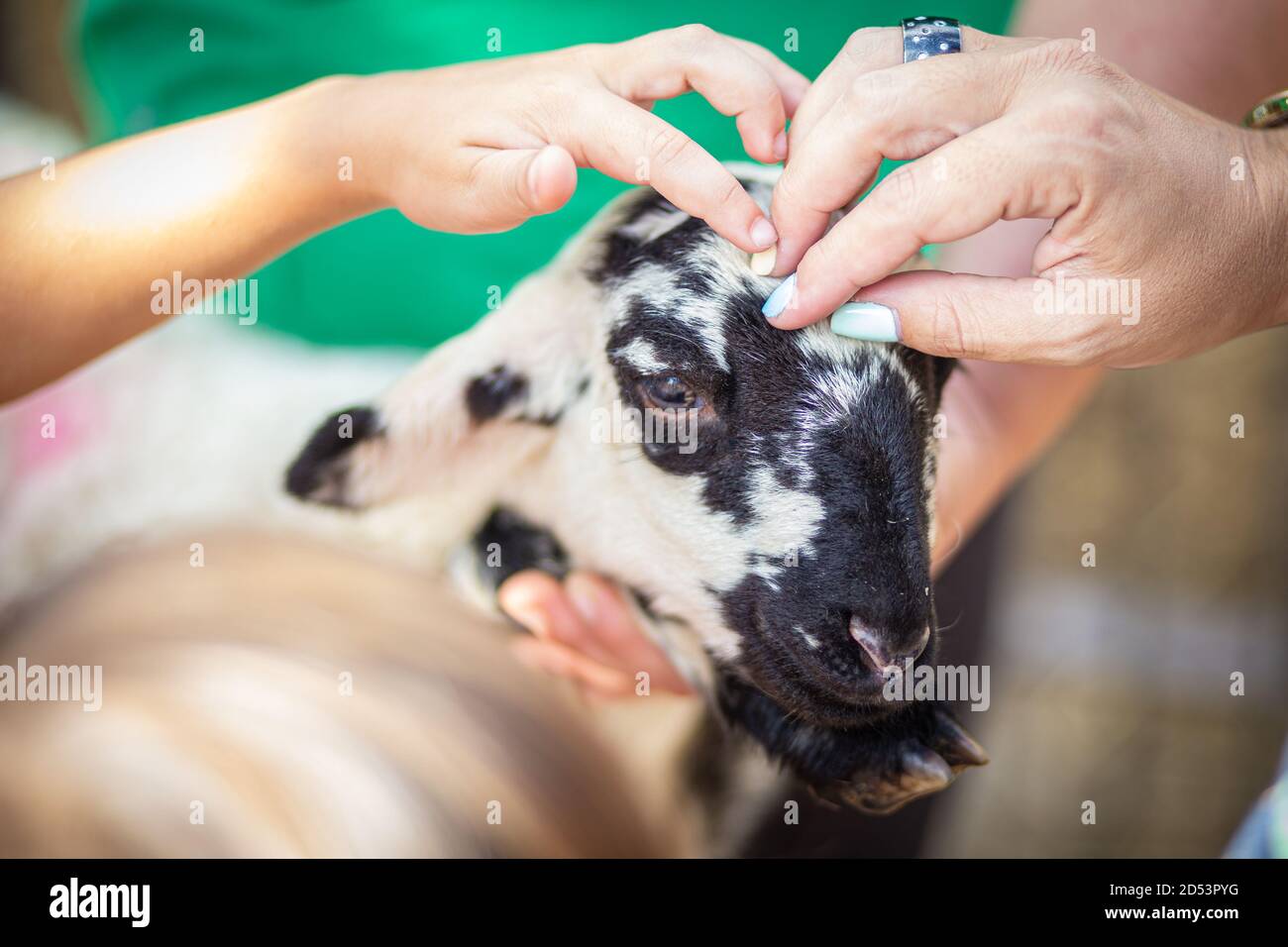 Cute baby sheep head portrait being touched by human hands Stock Photo ...