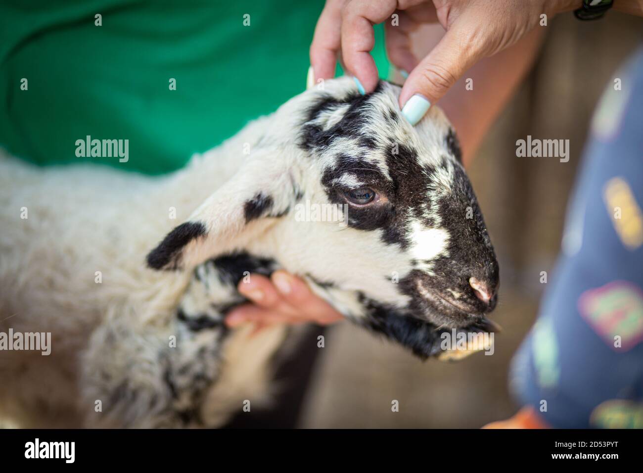 Cute baby sheep head portrait being touched by human hands Stock Photo ...