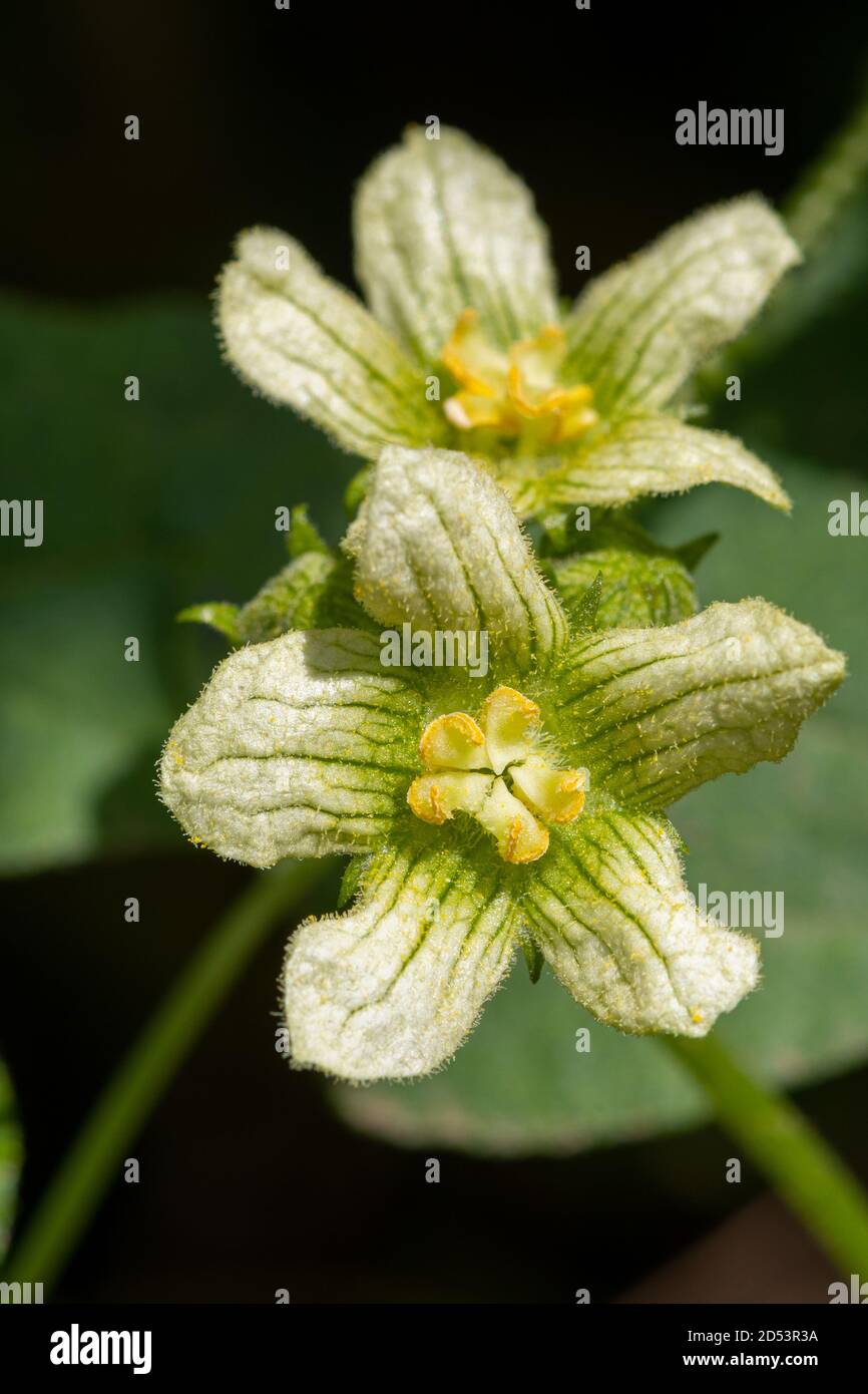 White hedge vine bryonia hi-res stock photography and images - Alamy