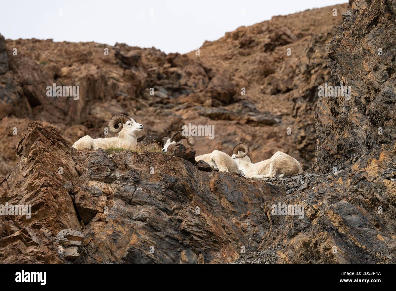 Dall sheep ram hi-res stock photography and images - Alamy