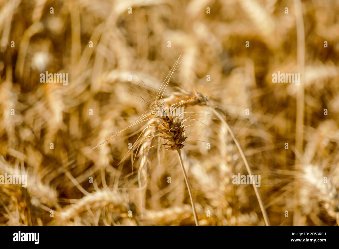 Harvest of wheat Texture of wheat Stock Photo - Alamy