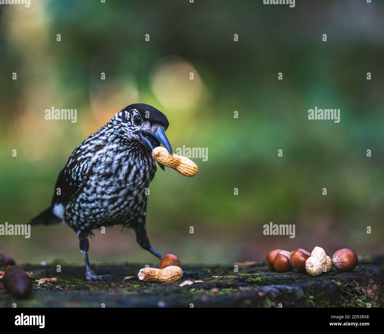 Bird catching a nut in the forest and look into the camera Stock Photo ...