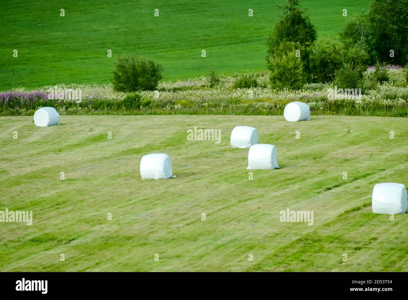 Sheep on golf course hi-res stock photography and images - Alamy