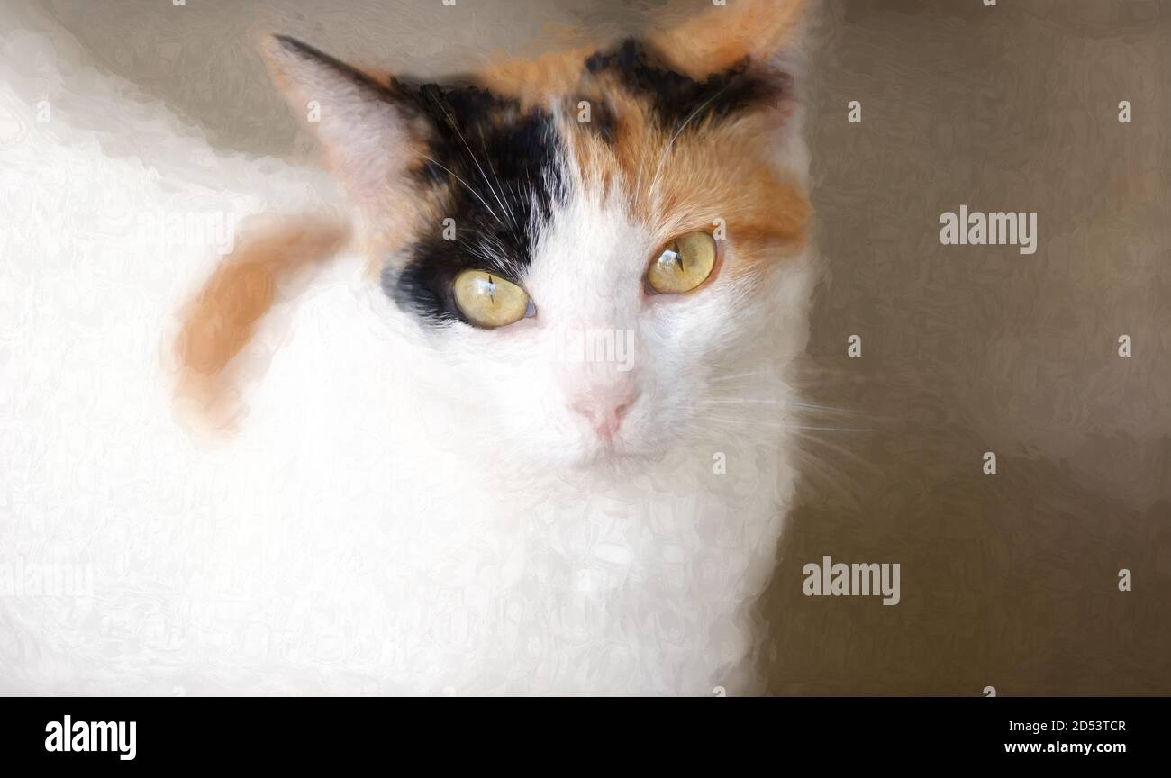 A Calico Tortoise Shell Cat Closeup Illustration Painting Stock Photo ...