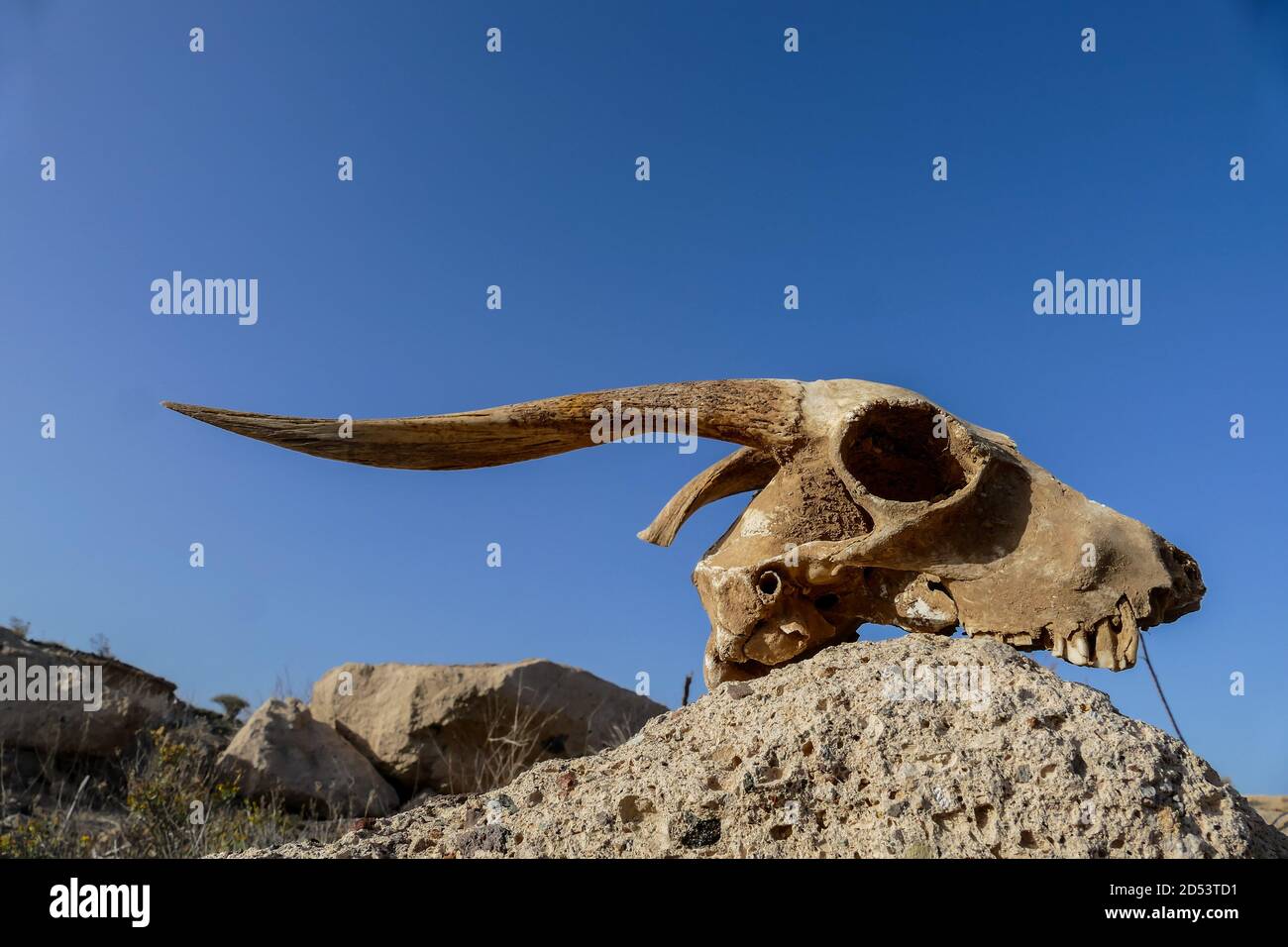 Dry Goat Skull Bone, Goat Skull background in the desert Stock Photo ...
