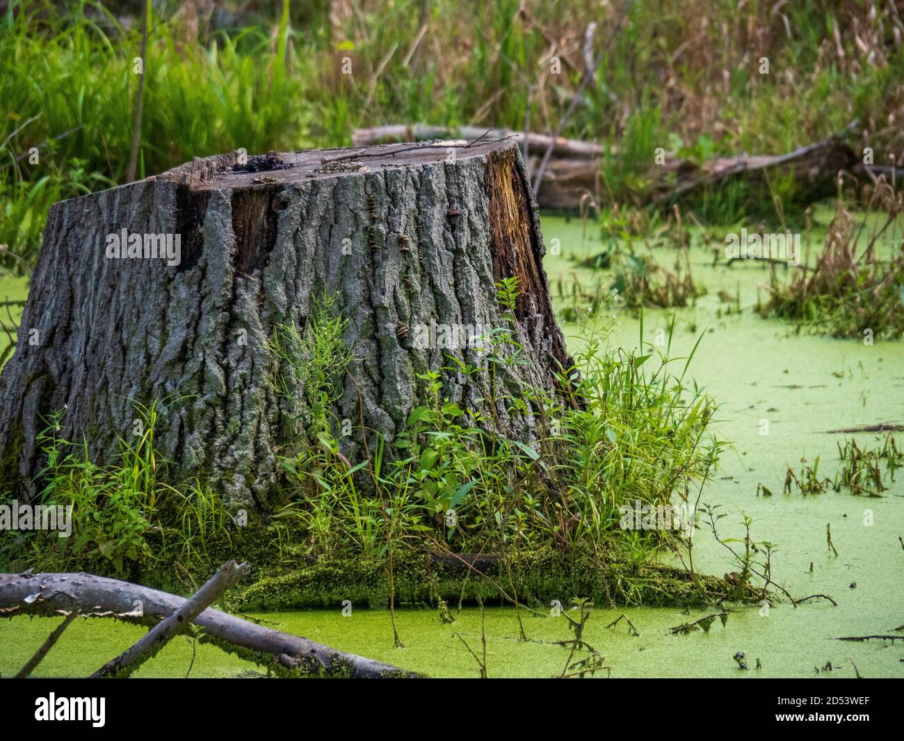 Tree Stump Surrounded by Duck Weed in City Park Stock Photo - Alamy