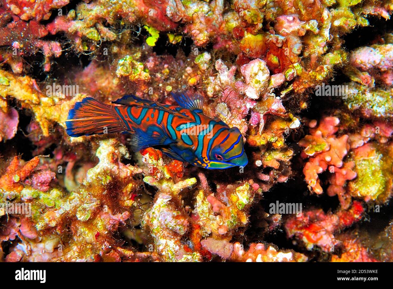 Psychedelic Mandarinfish High Resolution Stock Photography and Images ...