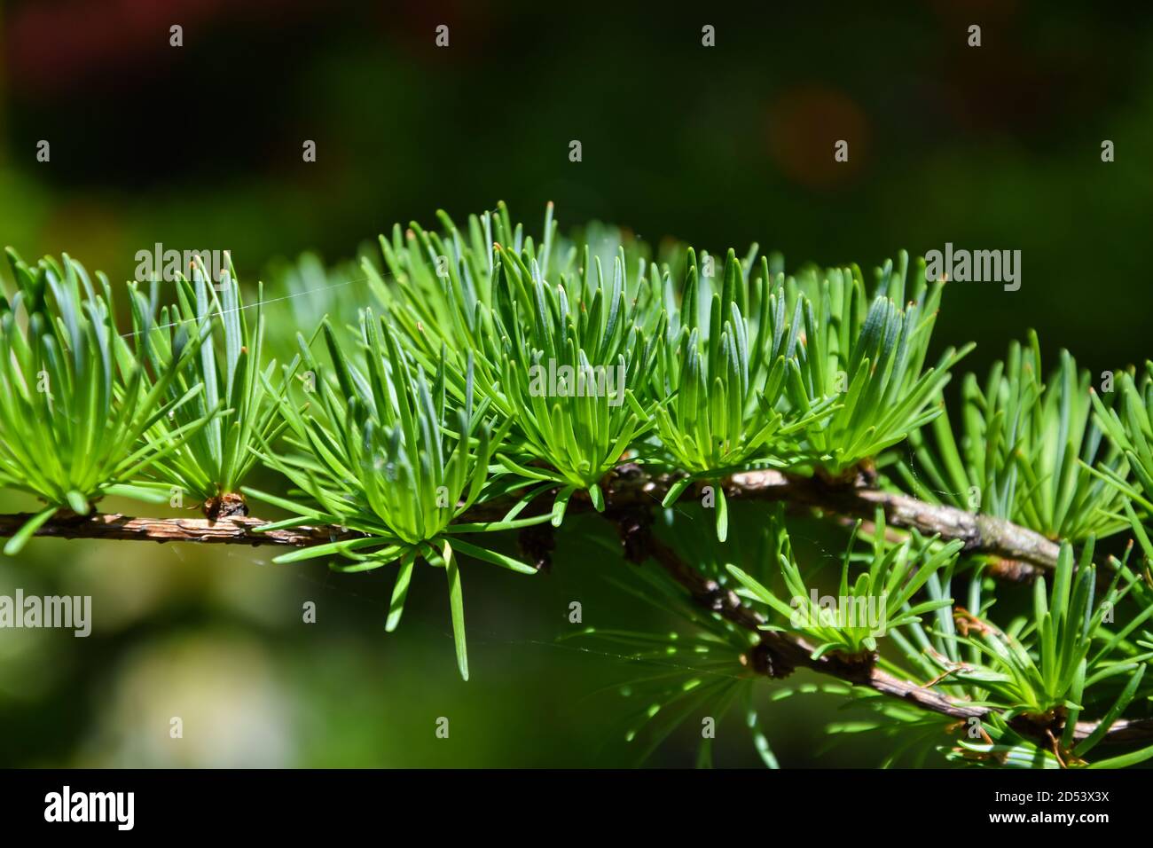 Close up photo of the branch with vivid and bright needles on it ...