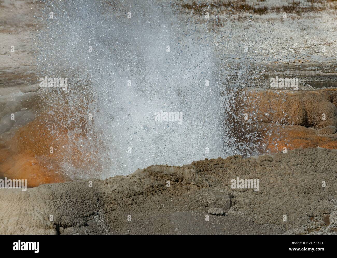 Hot Springs and gushing Geysers at Yellowstone National Park wilderness ...