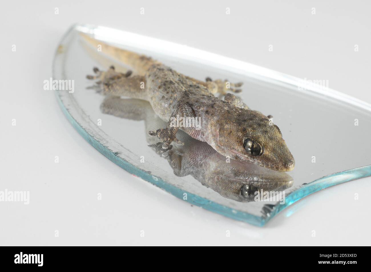 One Small Gecko Lizard and Mirror Stock Photo - Alamy