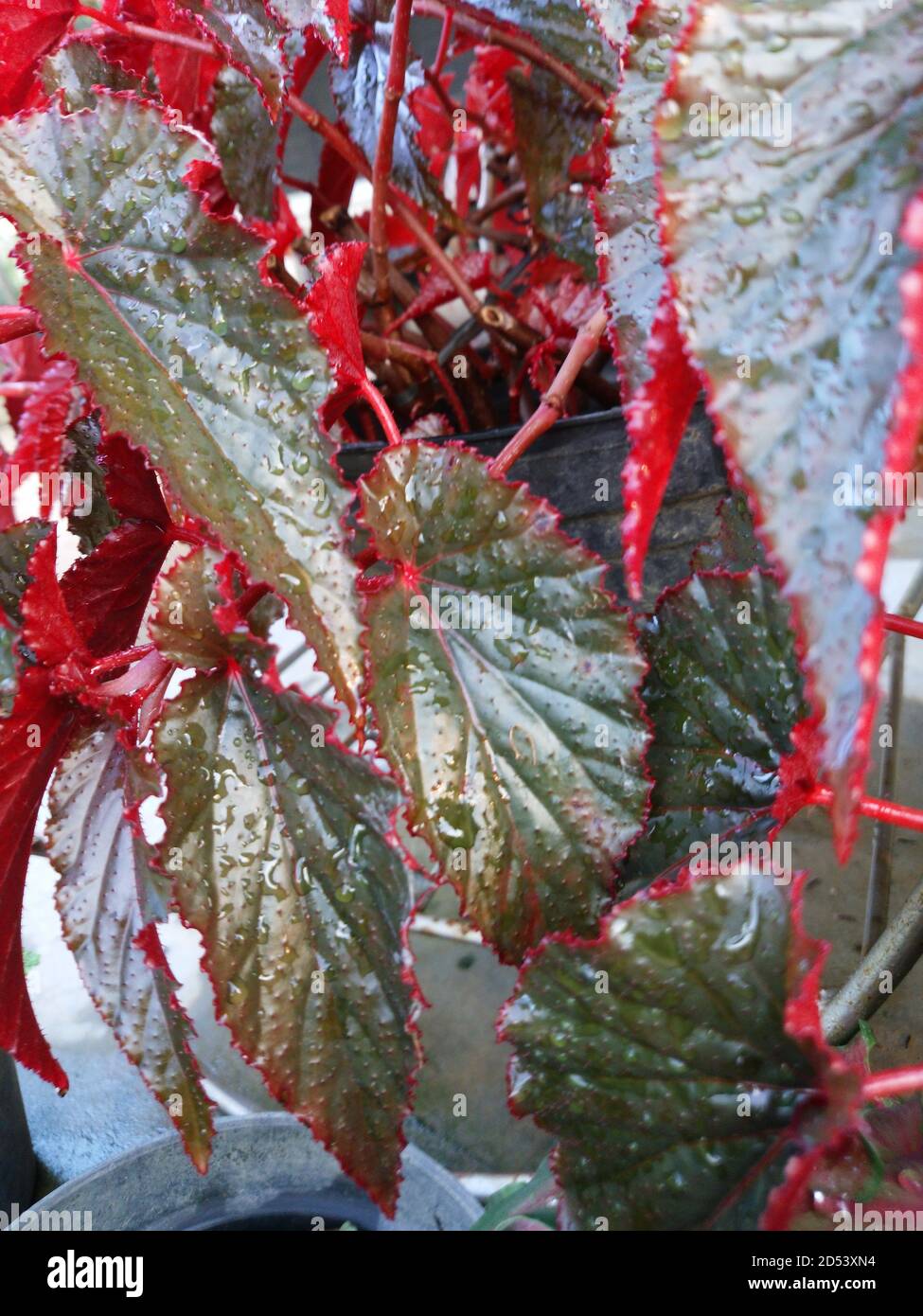 Vertical closeup of begonia leaves Stock Photo - Alamy