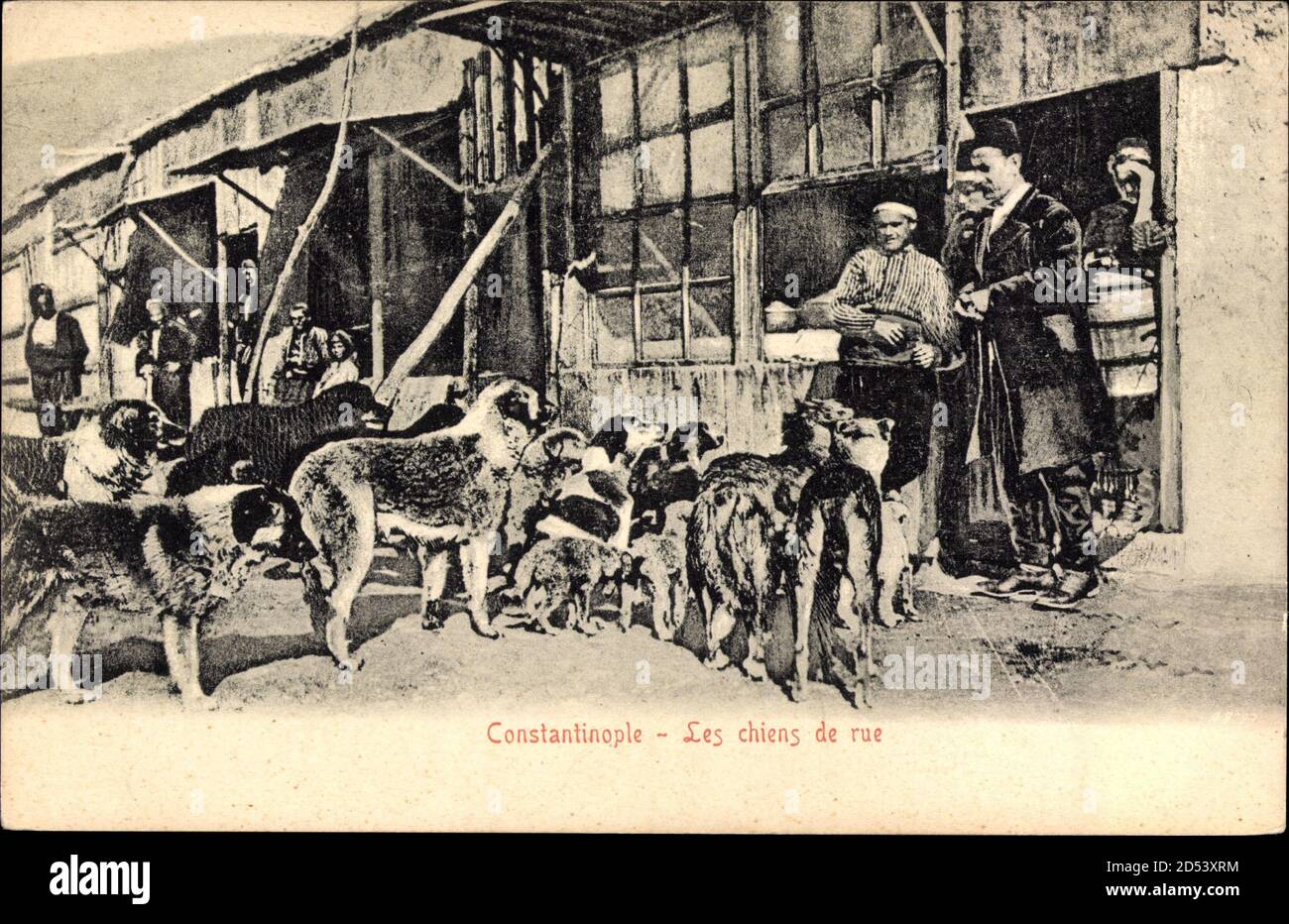 Konstantinopel Istanbul Türkei, Les chiens de rue, Straßenhhunde ...