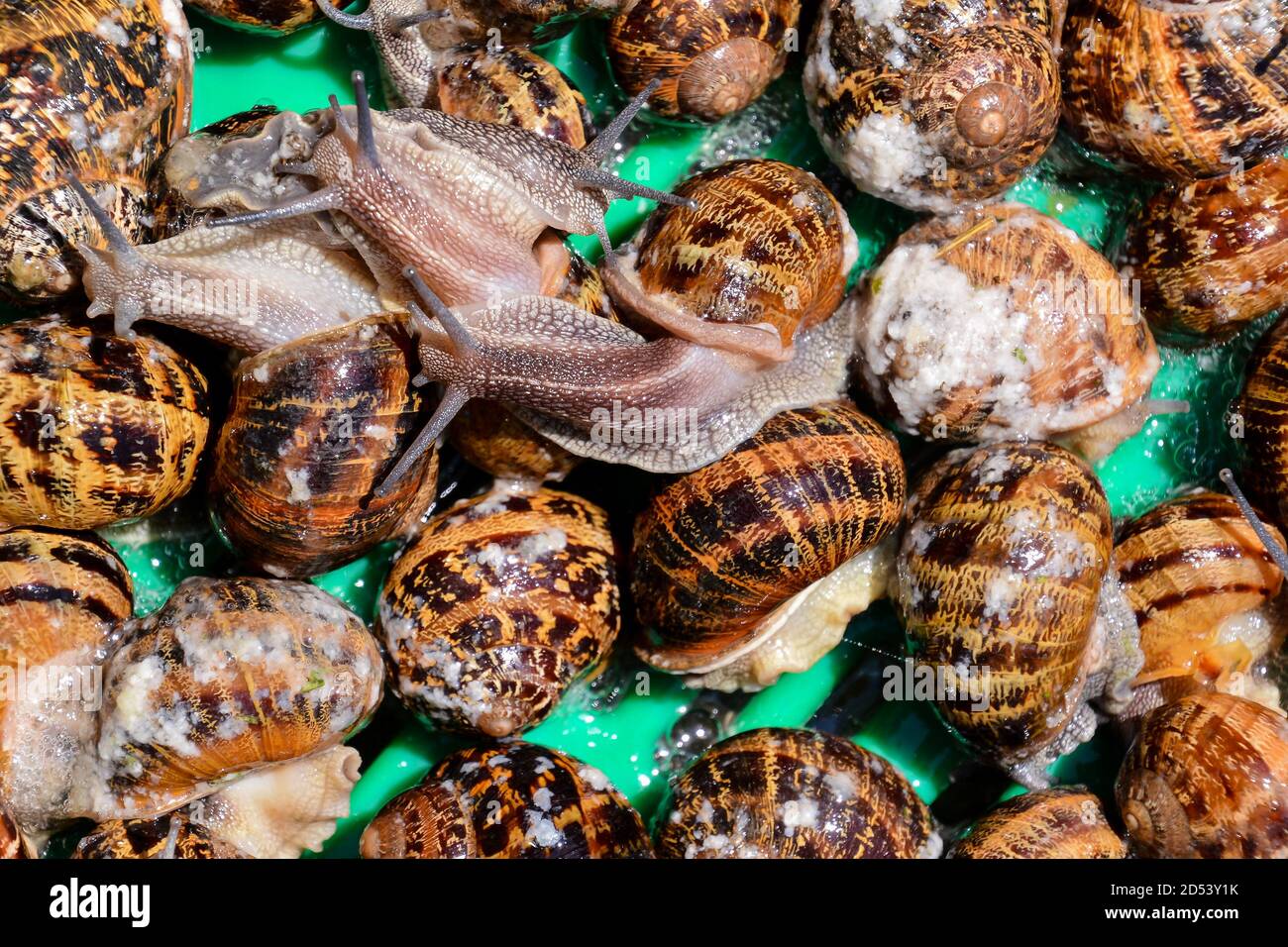 Edible snail escargot Stock Photo - Alamy