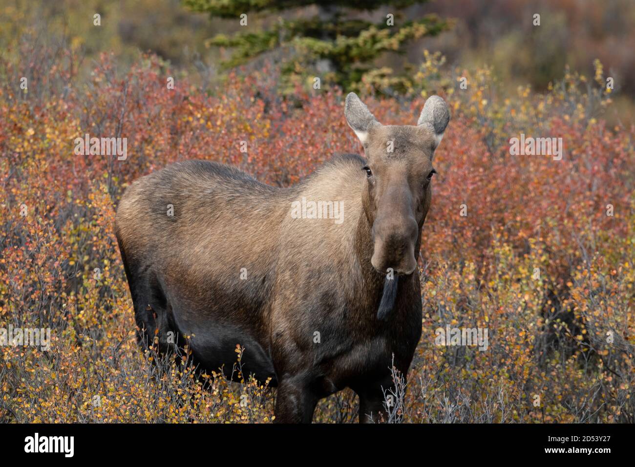 Female moose hi-res stock photography and images - Alamy