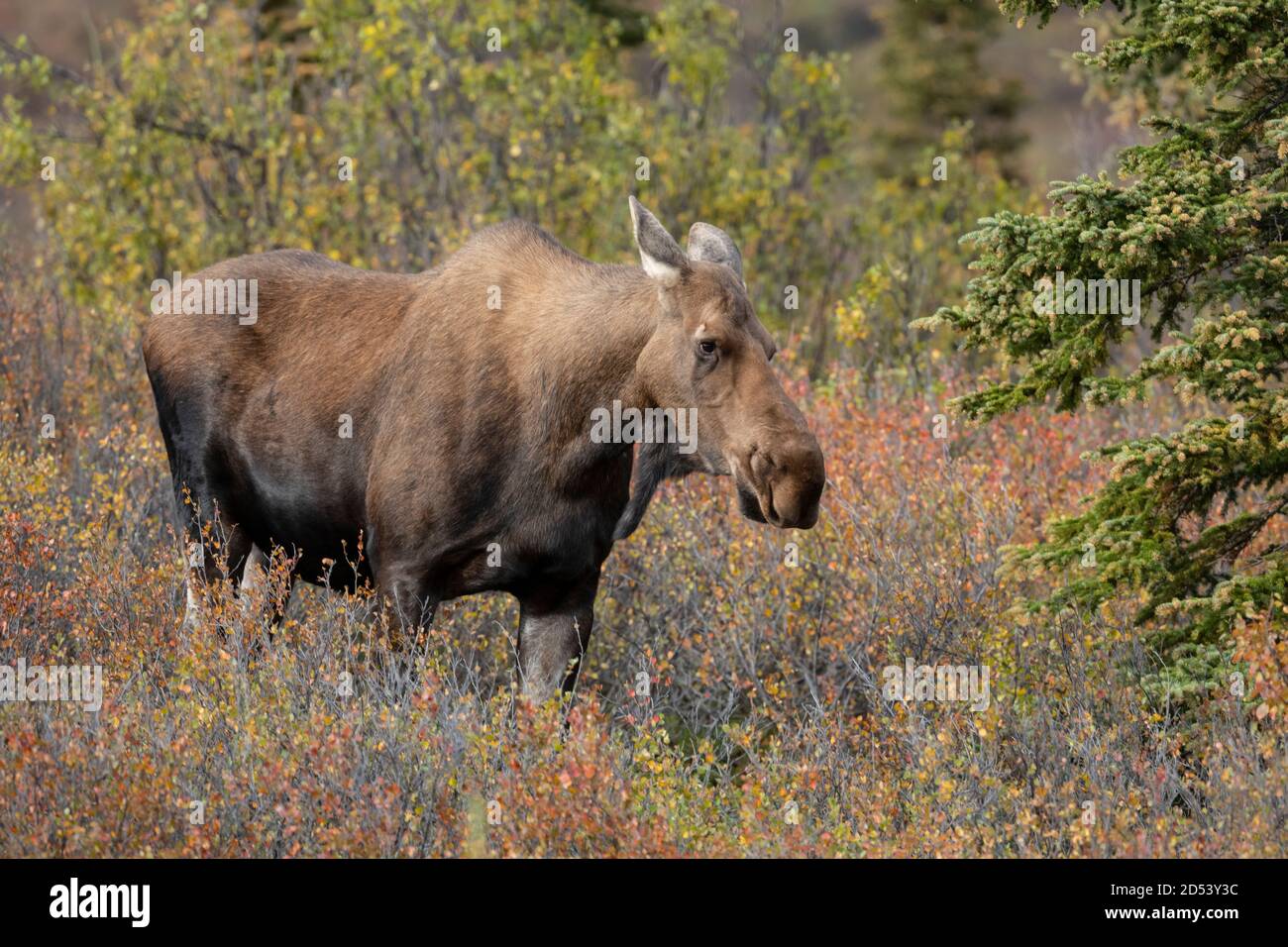 Denali national park female moose hi-res stock photography and images ...