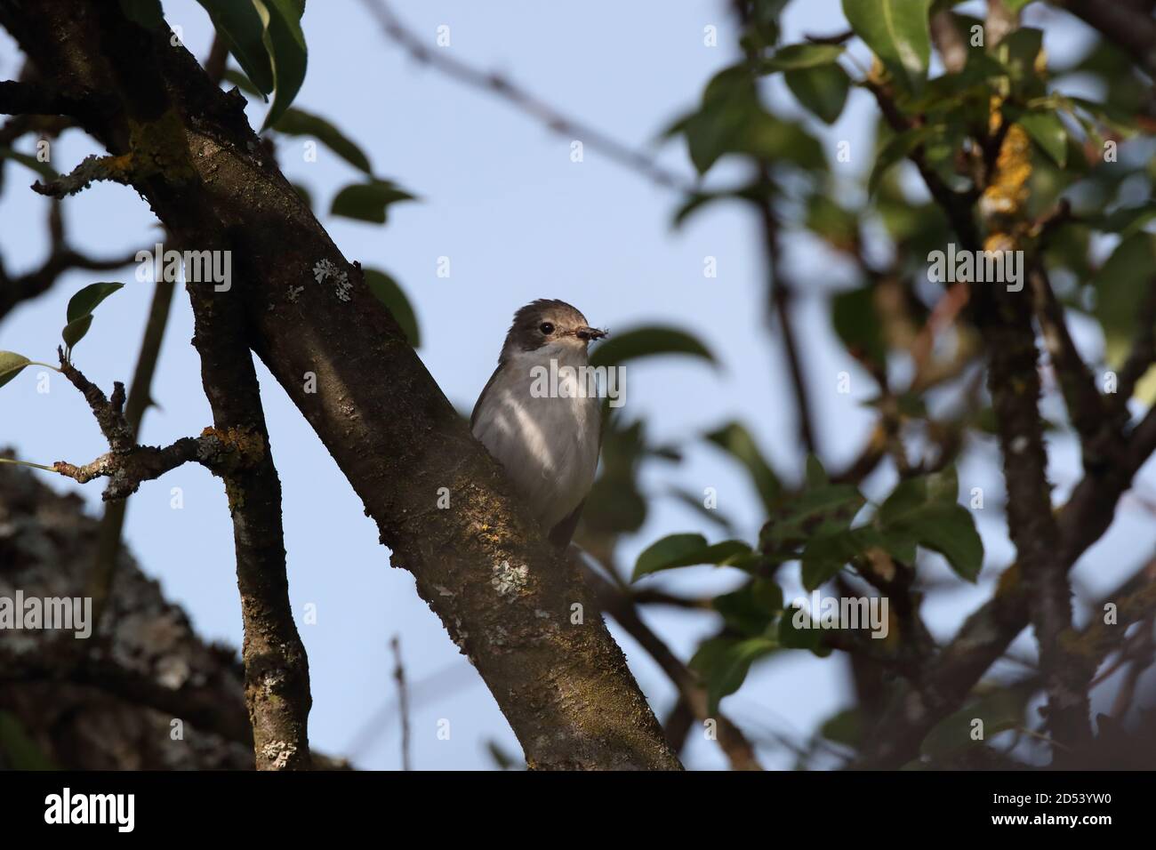 collared flycatcher (Ficedula albicollis) female, Germany Stock Photo ...