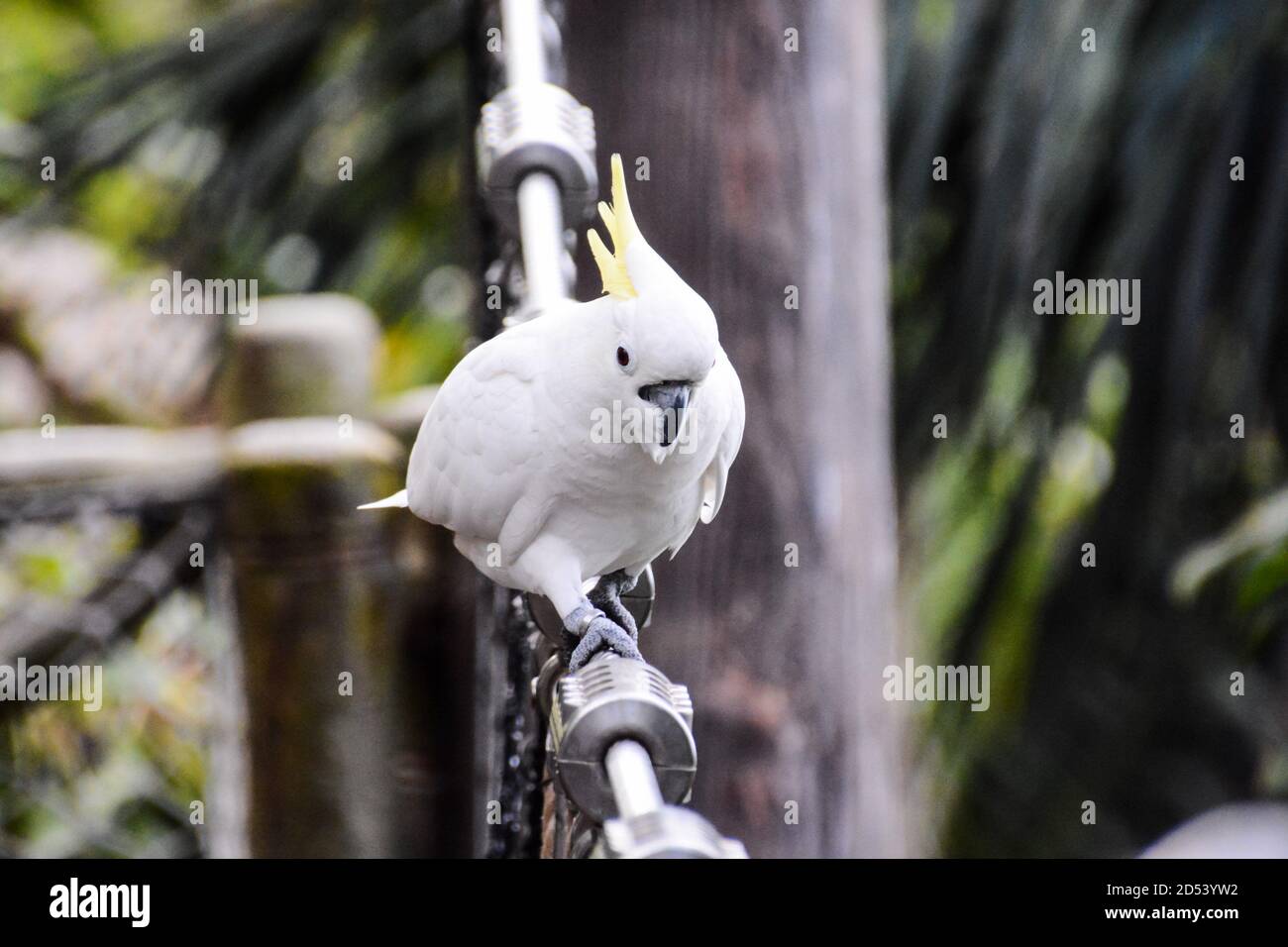 Colored Tropical Parrot Stock Photo - Alamy