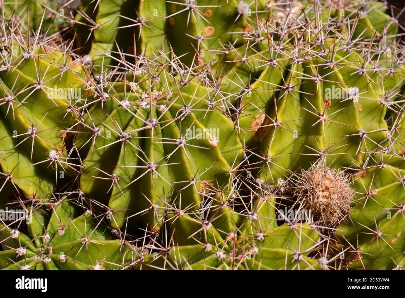 Cactus Texture Background Stock Photo - Alamy