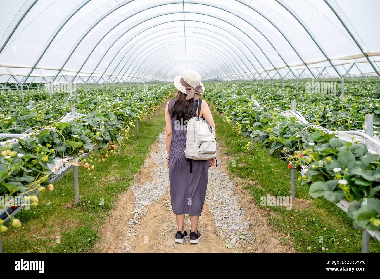 Female in a greenhouse observing the plants Stock Photo - Alamy