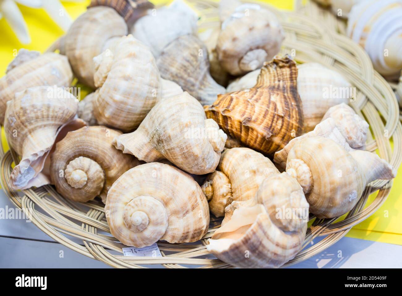 Pile of small seashells in a basket under the sunlight Stock Photo - Alamy