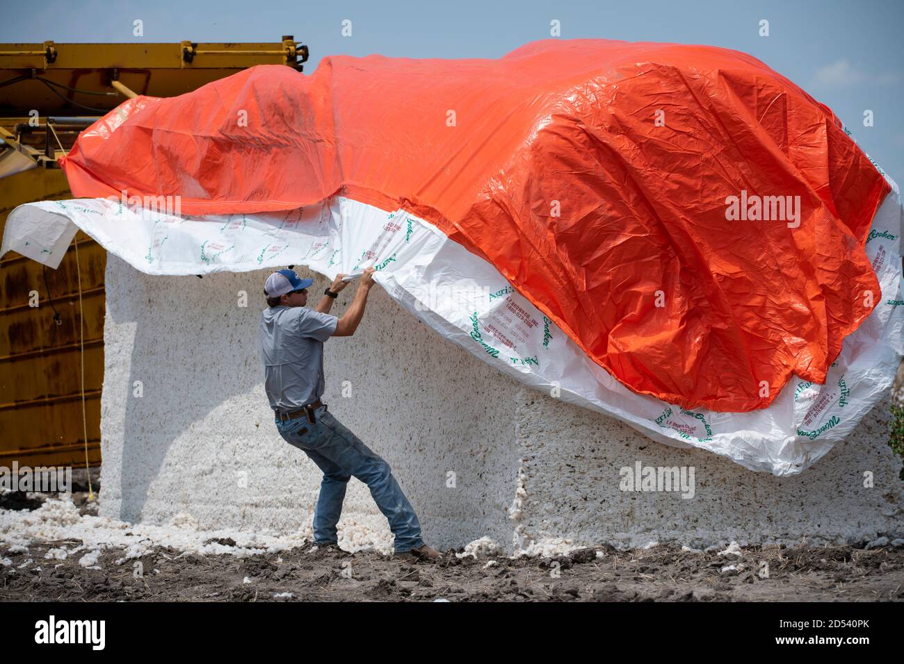 Hand picking cotton hi-res stock photography and images - Alamy