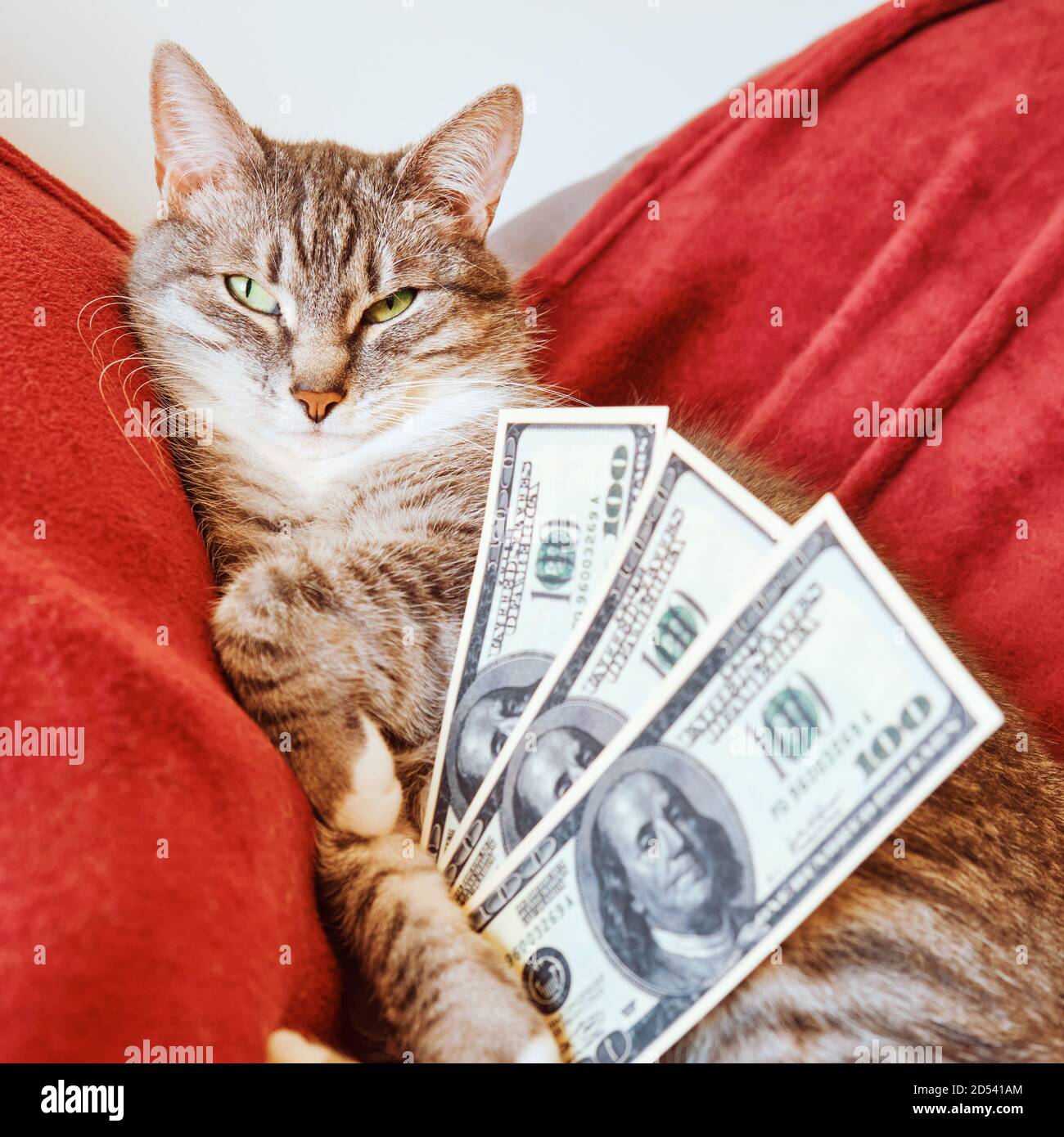The cat sits and looks at the money of 100 dollars, closeup Stock Photo ...