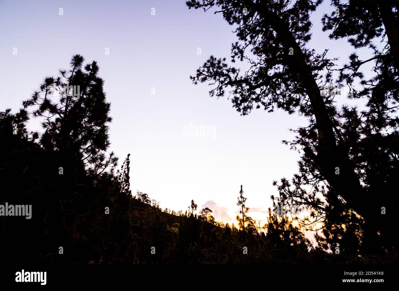 Morning Scene in the Forest Stock Photo - Alamy