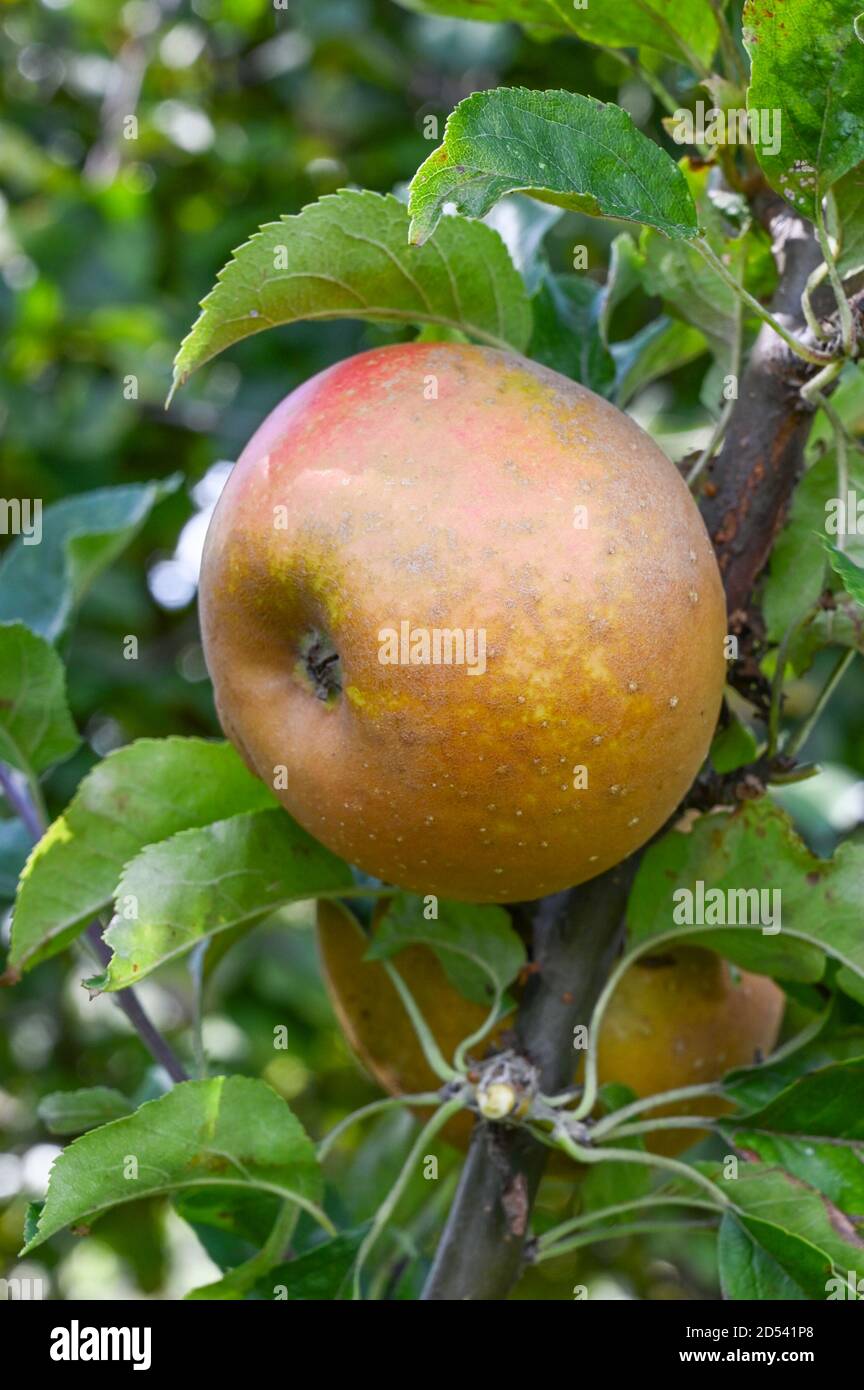 Brownlees Russet apple growing naturally Stock Photo - Alamy