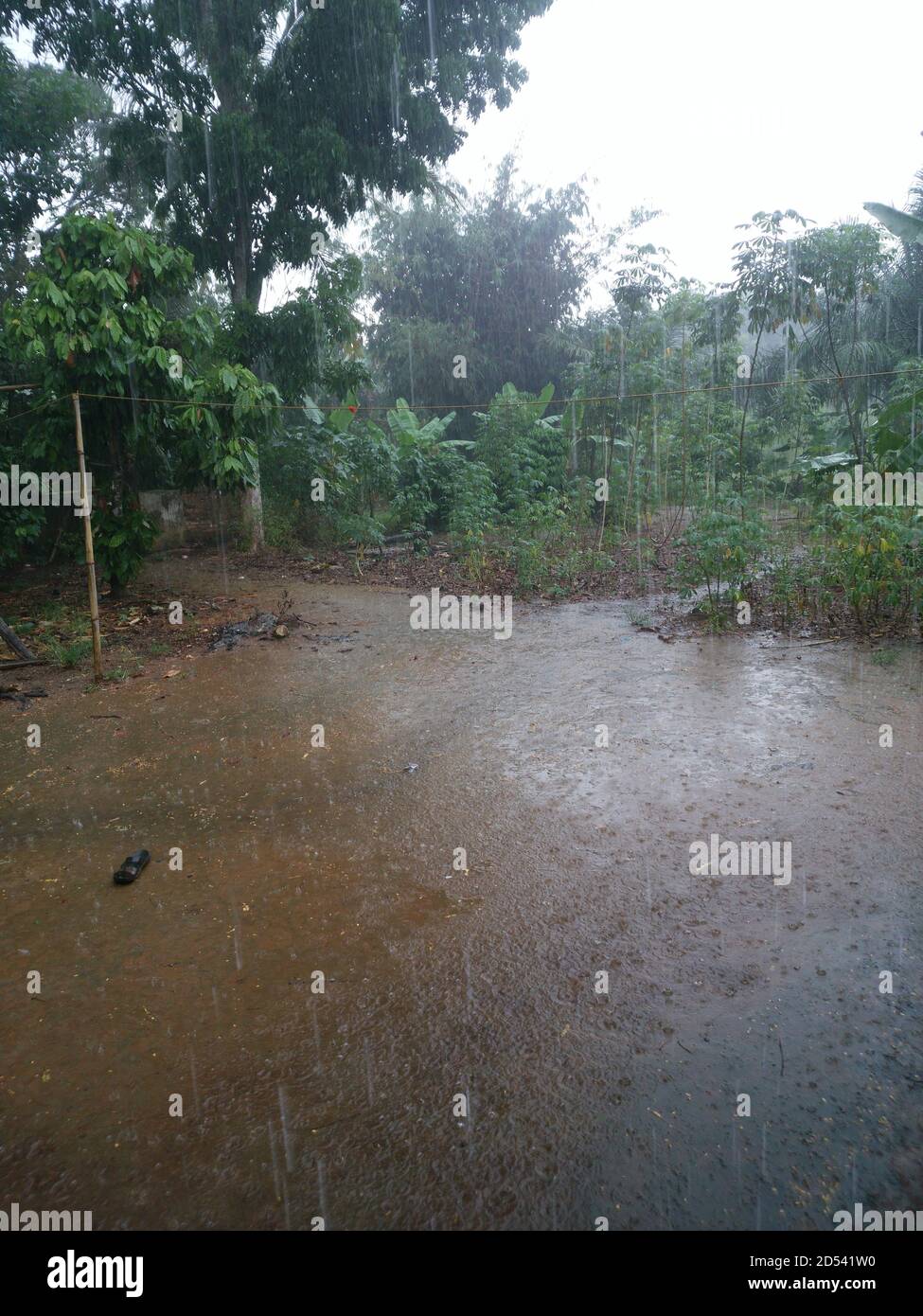 Vertical shot of heavy rain falling on soil and trees Stock Photo - Alamy
